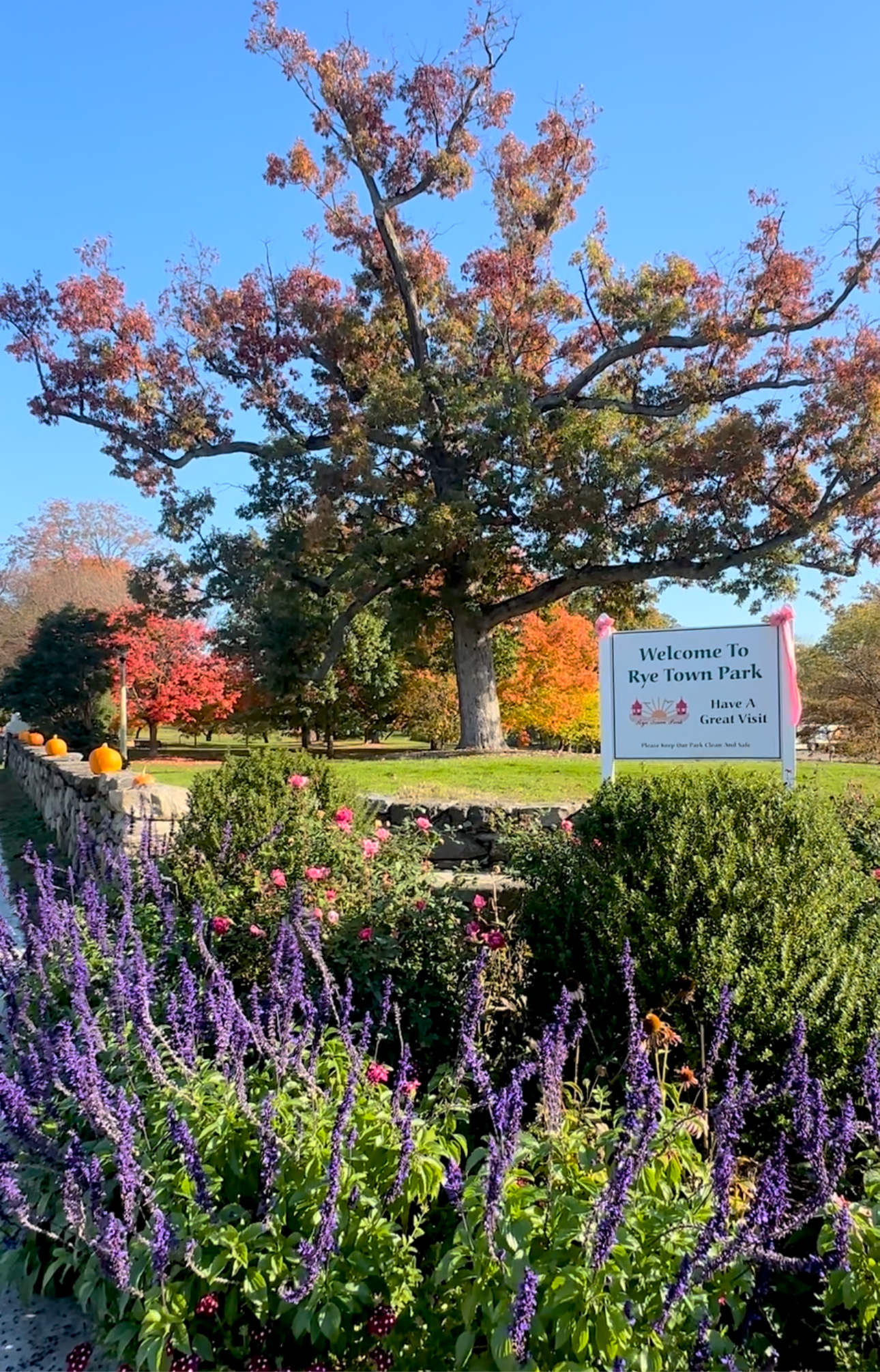 Giving Rye: Meet Friends of Rye Town Park - MyRye.com