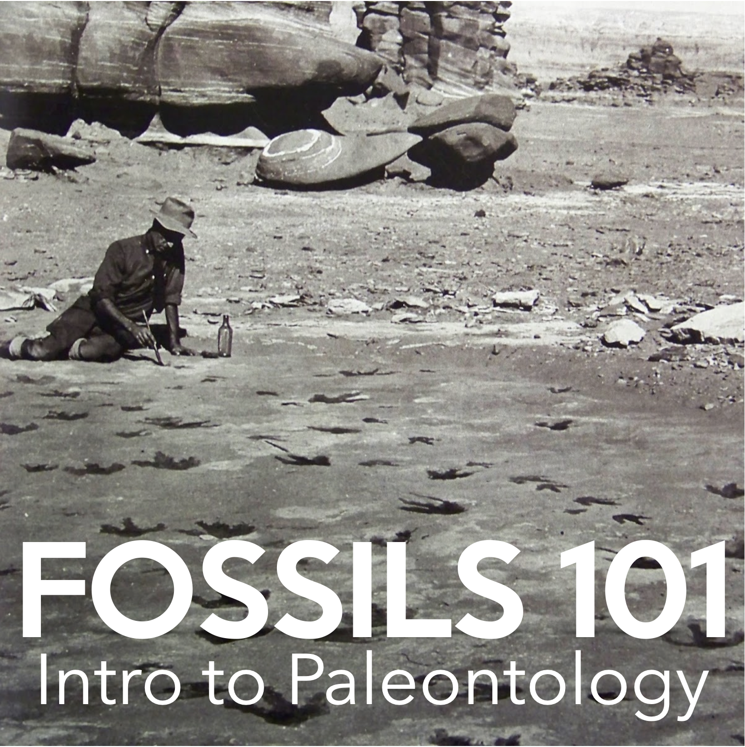 Fossils 101: Intro to Paleontology - MyRye.com