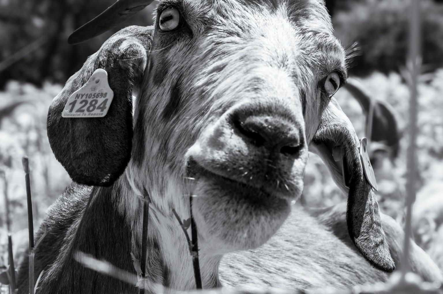 Art of Rye: Goats at The Marshlands Meadow - MyRye.com