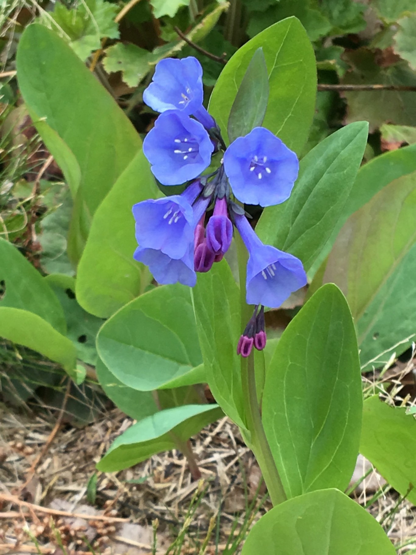 Going Native: Missy Fabel of Missy Fabel Ecological Landscape Design ...