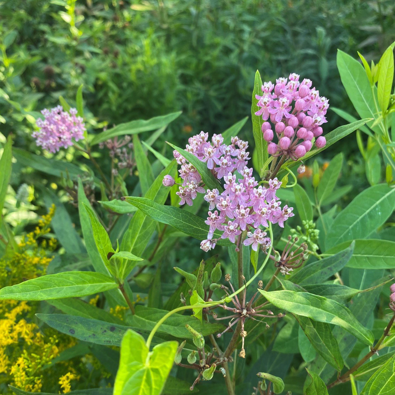 Free Native Plants Available From MyRye.com Garden - MyRye.com