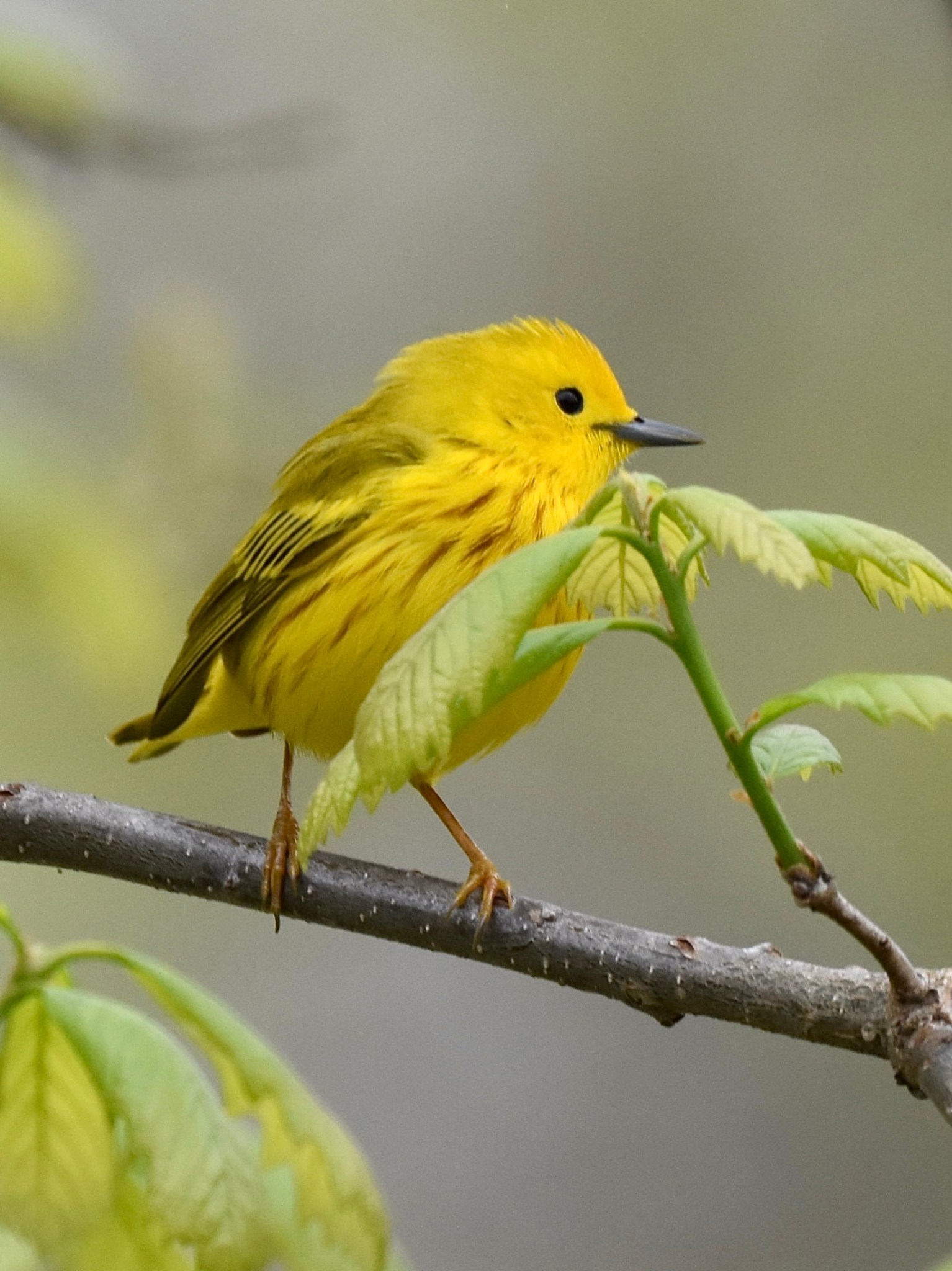 Birds of Rye: Northern Yellow Warbler (Setophaga aestiva) - MyRye.com