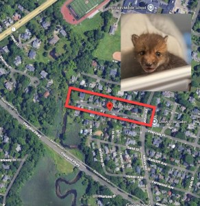 Lone Baby Fox Found on Brookdale Place, Animal Rescue Seeks More Kits ...